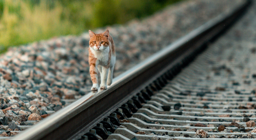 Mémento Paris - La SNCF devant la justice pour avoir tué un chat