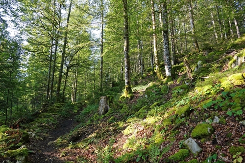 Mémento Paris - Après la tempête Goretti, l’ONF appelle à éviter les ...